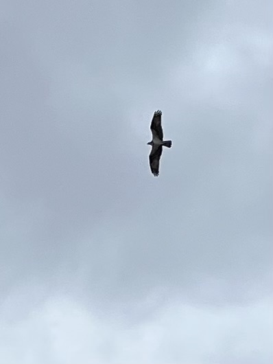 Osprey from NE 45th St, Seattle, WA, US on May 1, 2023 at 10:23 AM by ...
