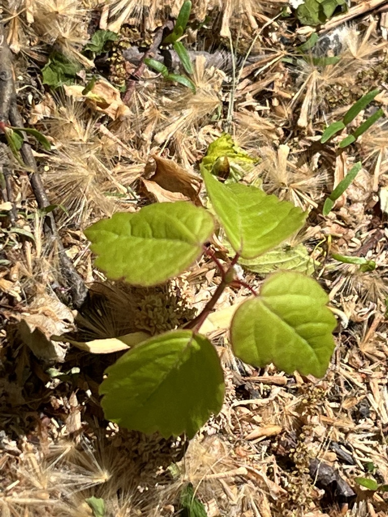 dicots from St. Louis County, US-MO, US on May 1, 2023 at 12:49 PM by ...