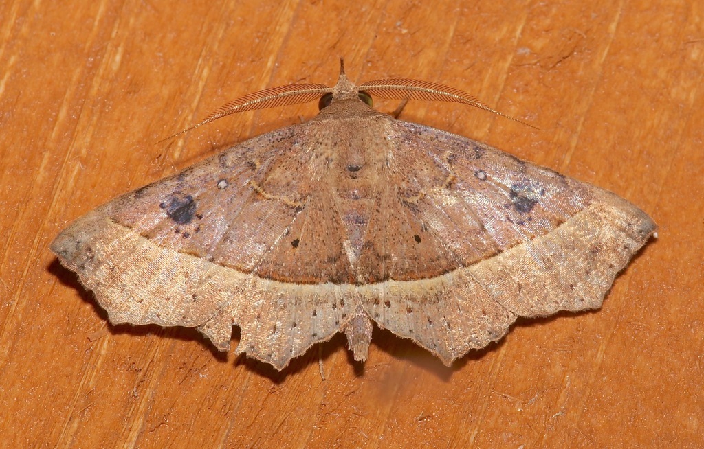 Ephyrodes cacata (Erebidae of the United States Pt.1) · iNaturalist