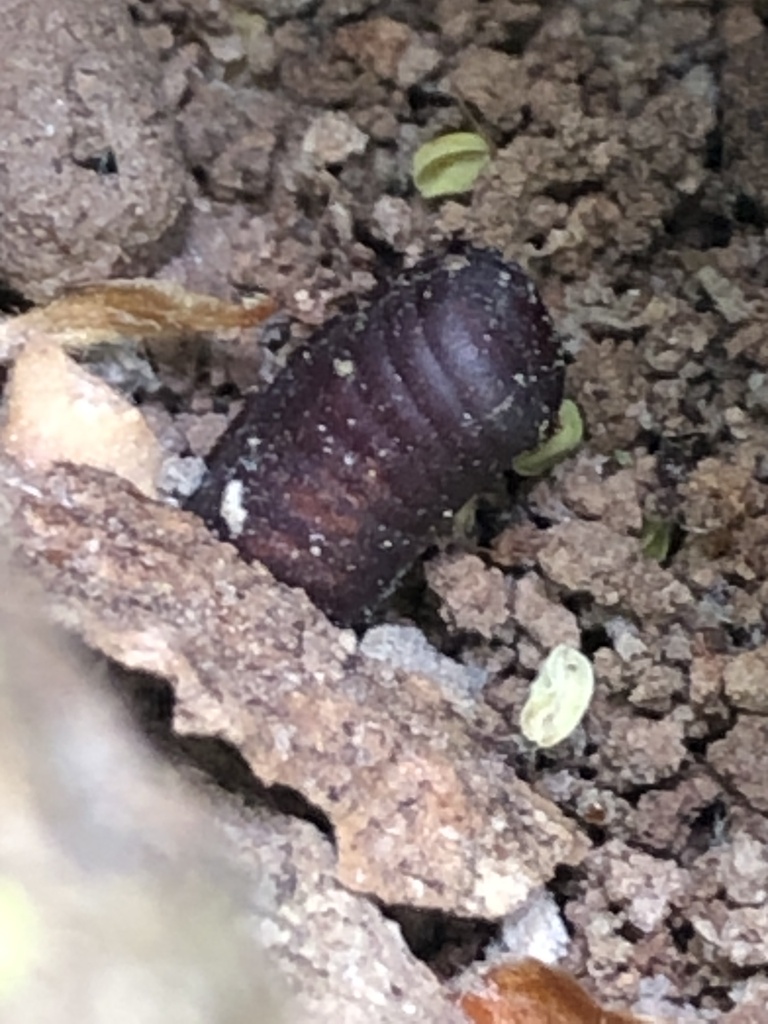 Winged and Once-winged Insects from Powder Valley Conservation Nature ...