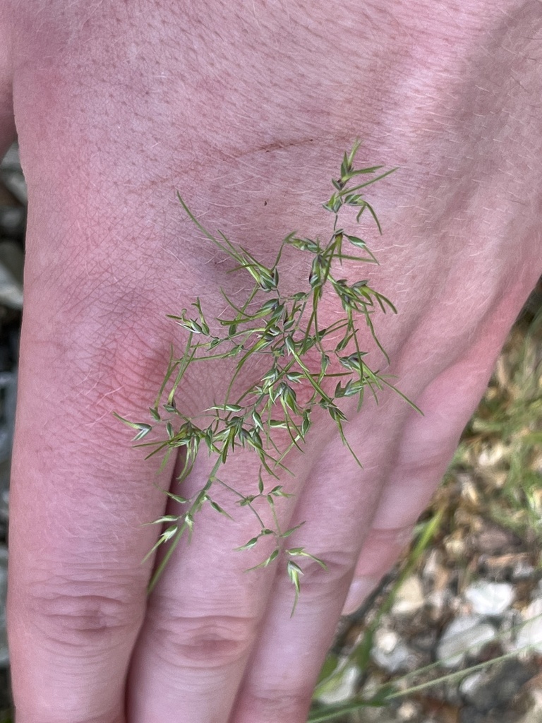 Poeae from Whitecliff Park, Crestwood, MO, US on May 1, 2023 at 12:41 ...