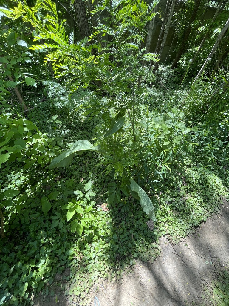 docks from Whitecliff Park Ln, Crestwood, MO, US on May 1, 2023 at 12: ...