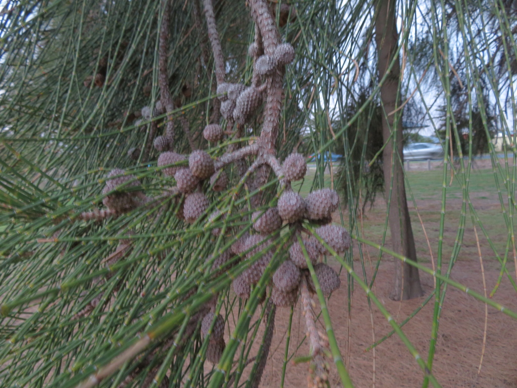 Sheoaks from Tennyson Dunes, Tennyson SA 5022, Australia on April 30 ...