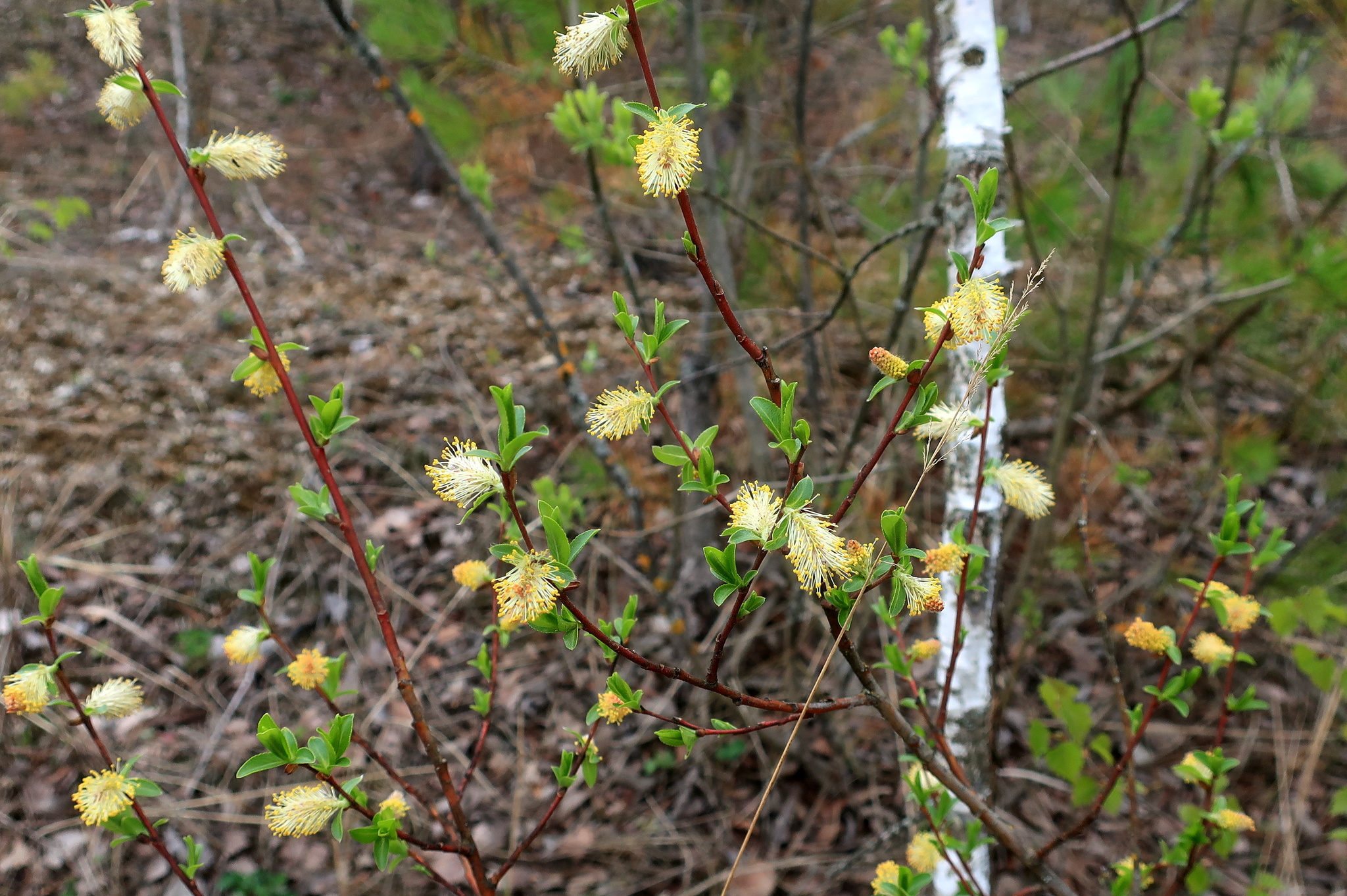 Salix myrsinifolia Salisb.