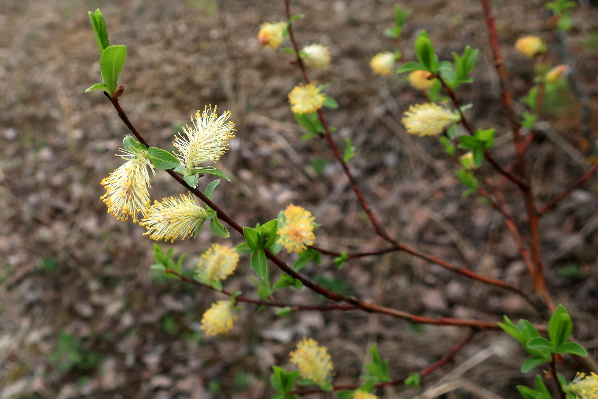 Salix myrsinifolia Salisb.