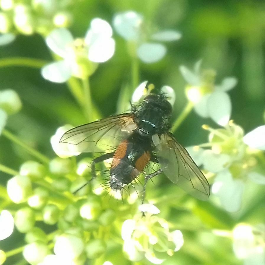 Red Spotted Parasite Fly from Dămăroaia, Bucharest, Romania on April 28 ...