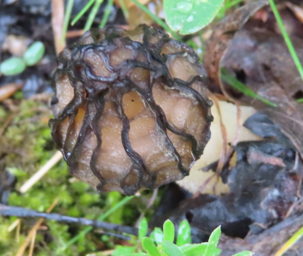 Black Morels from Peloponnese Region, Greece on May 1, 2023 at 03:03 PM ...