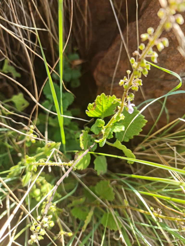 Vicks Plant (Coleus hadiensis) - Botanical Realm