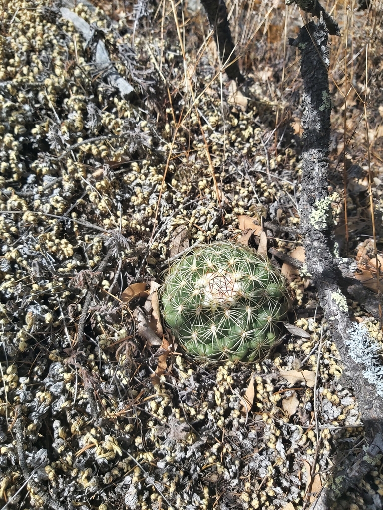 Coryphantha compacta from 31627 Chih., México on April 30, 2023 at 04: ...