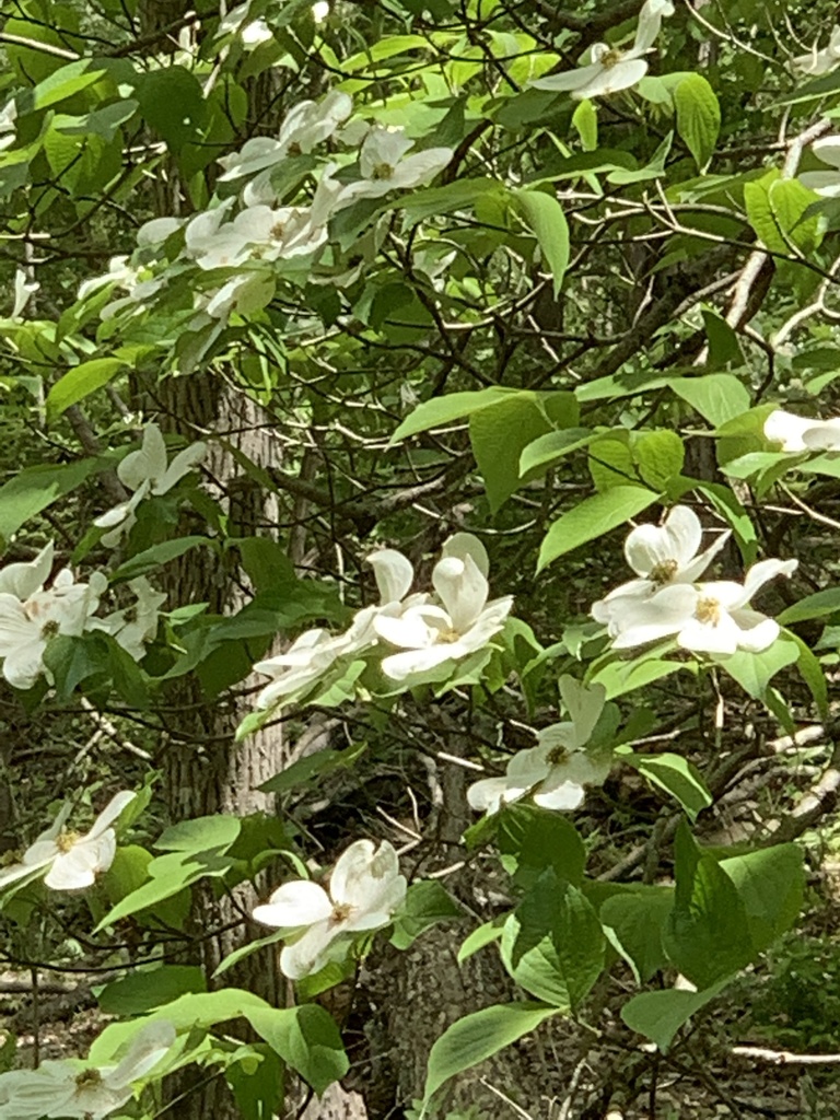 flowering dogwood from Cragwold Rd, Sunset Hills, MO, US on May 1, 2023 ...
