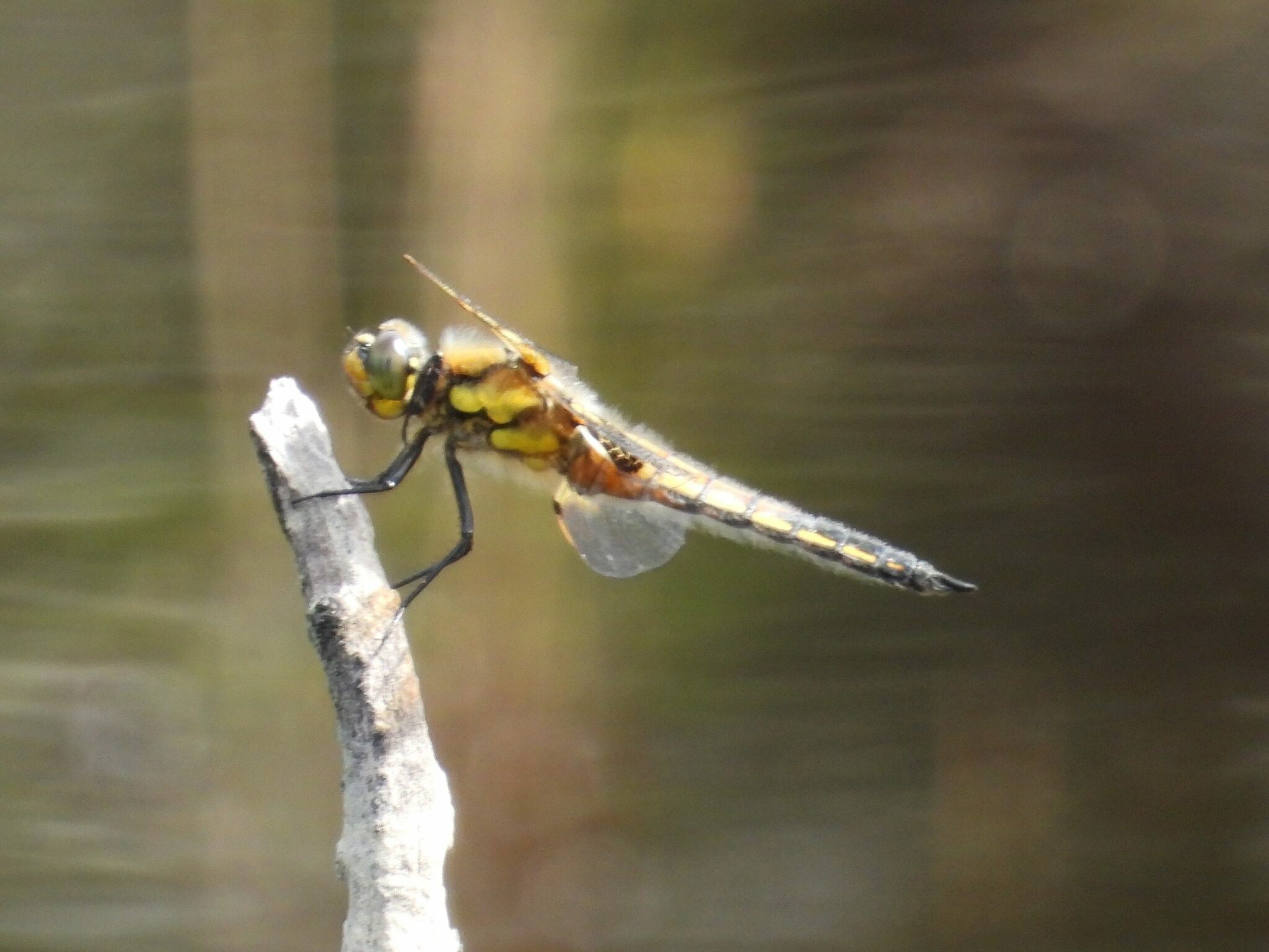 Libellula quadrimaculata Linnaeus, 1758