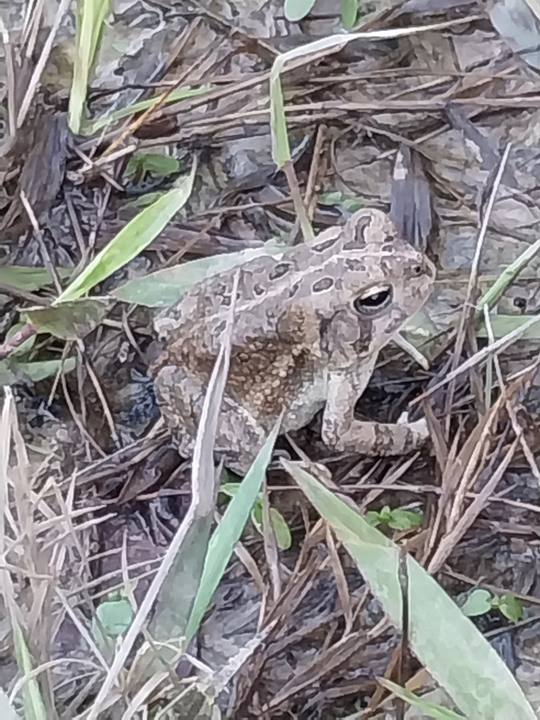 Frogs and Toads from Umstead, Raleigh, NC, USA on April 15, 2023 at 06: ...