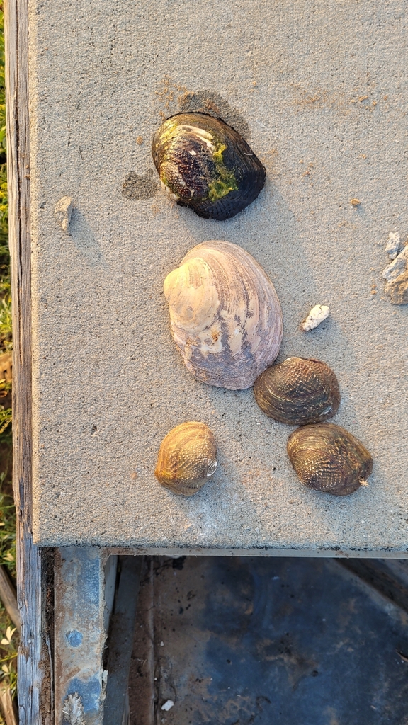 Three-ridge Mussel from Burnet County, TX, USA on April 25, 2023 at 07: ...
