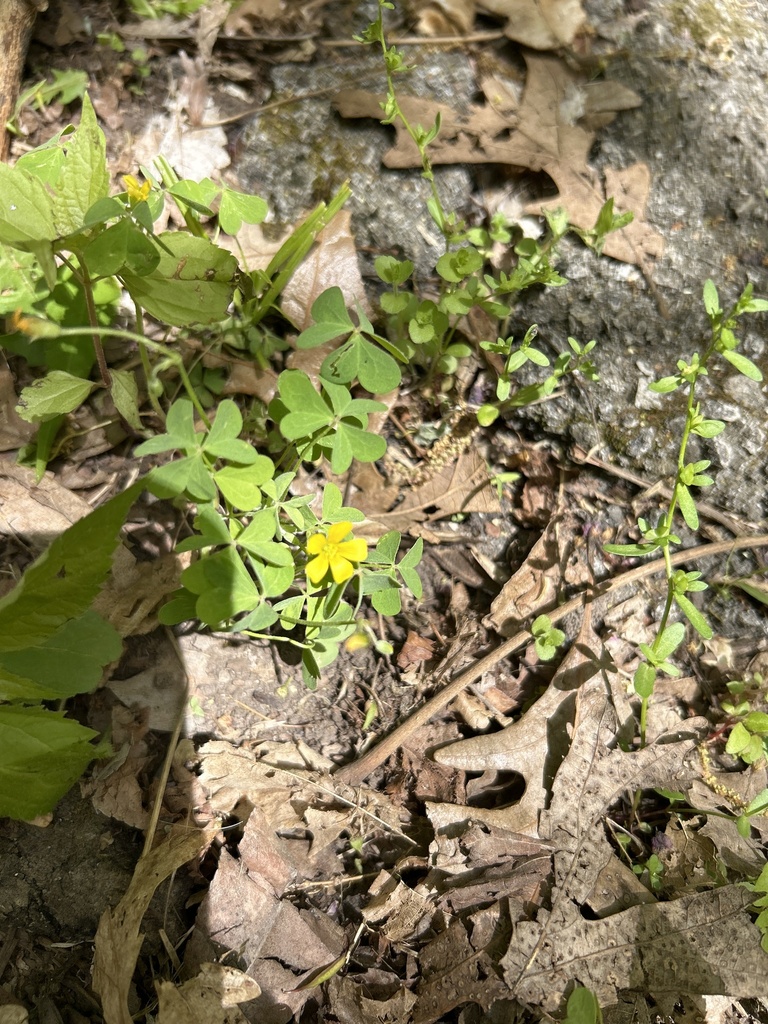 slender yellow woodsorrel from Powder Valley Conservation Nature Center ...