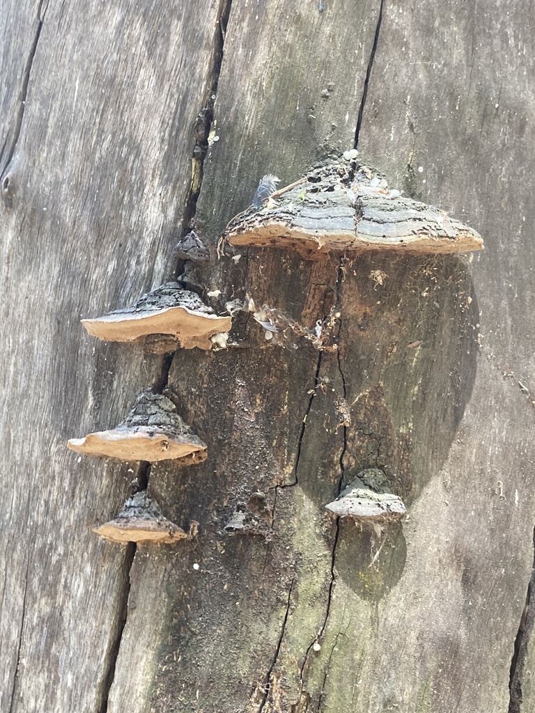 Phellinus from Bosque Los Colomos, Guadalajara, JAL, MX on May 1, 2023 at 11:28 AM by ...