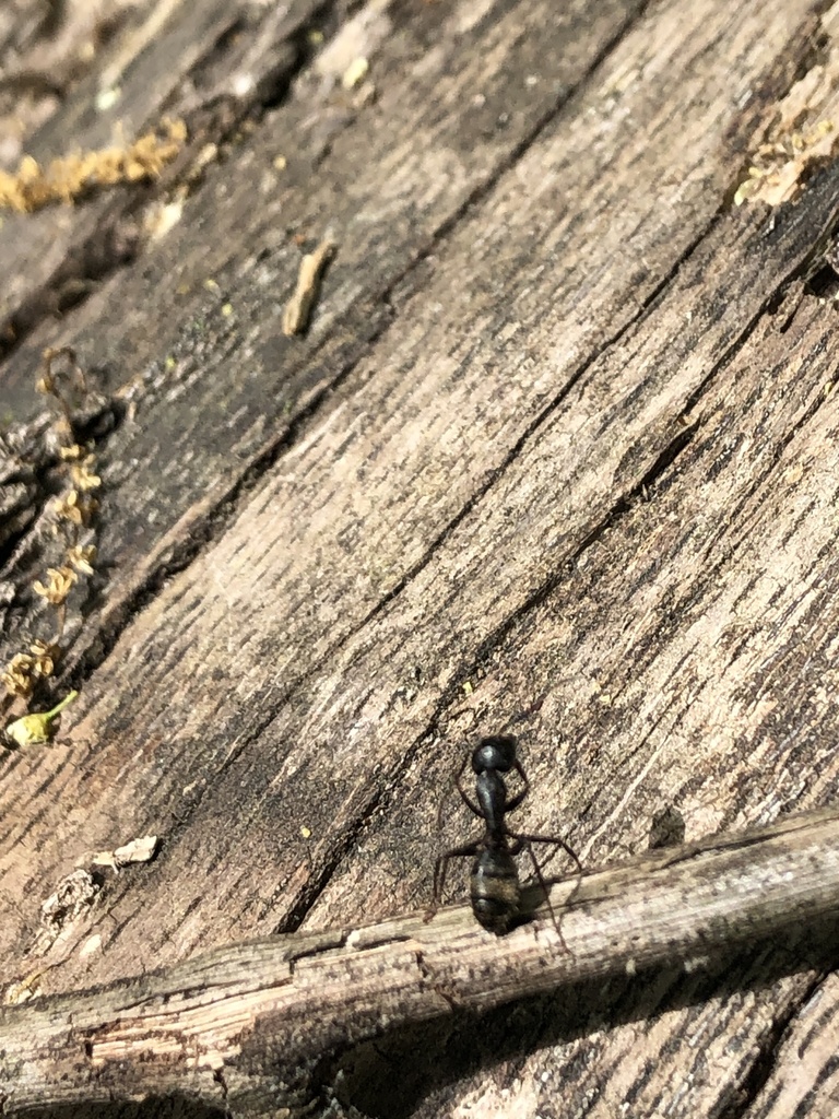Eastern Black Carpenter Ant from Powder Valley Conservation Nature ...