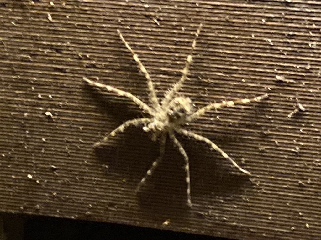 Anyphops from Wilderness, South Africa on April 30, 2023 at 07:31 PM by ...