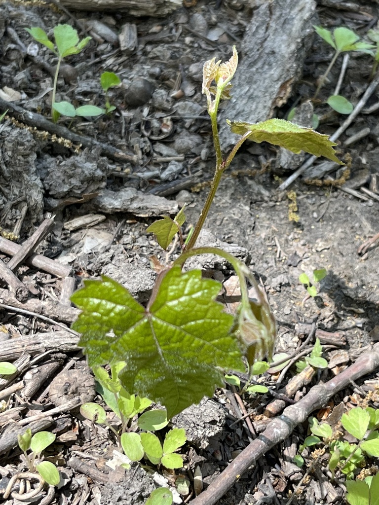 grape family from Forest Park, St. Louis, MO, US on May 1, 2023 at 01: ...
