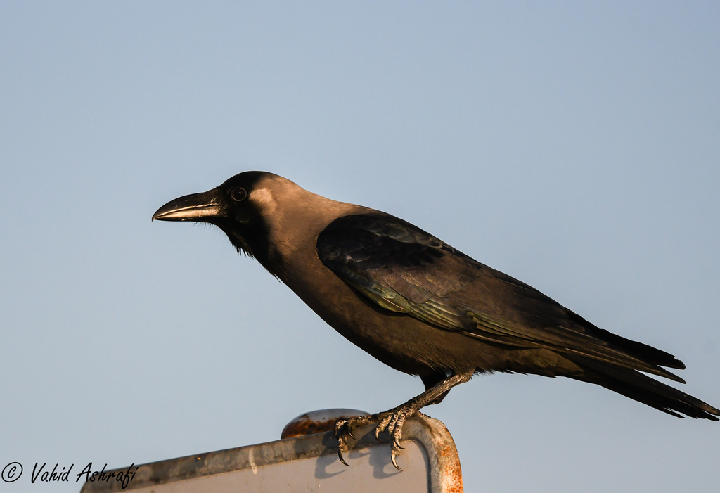 House Crow from Kish, Hormozgan Province, Iran on January 1, 2023 at 08 ...