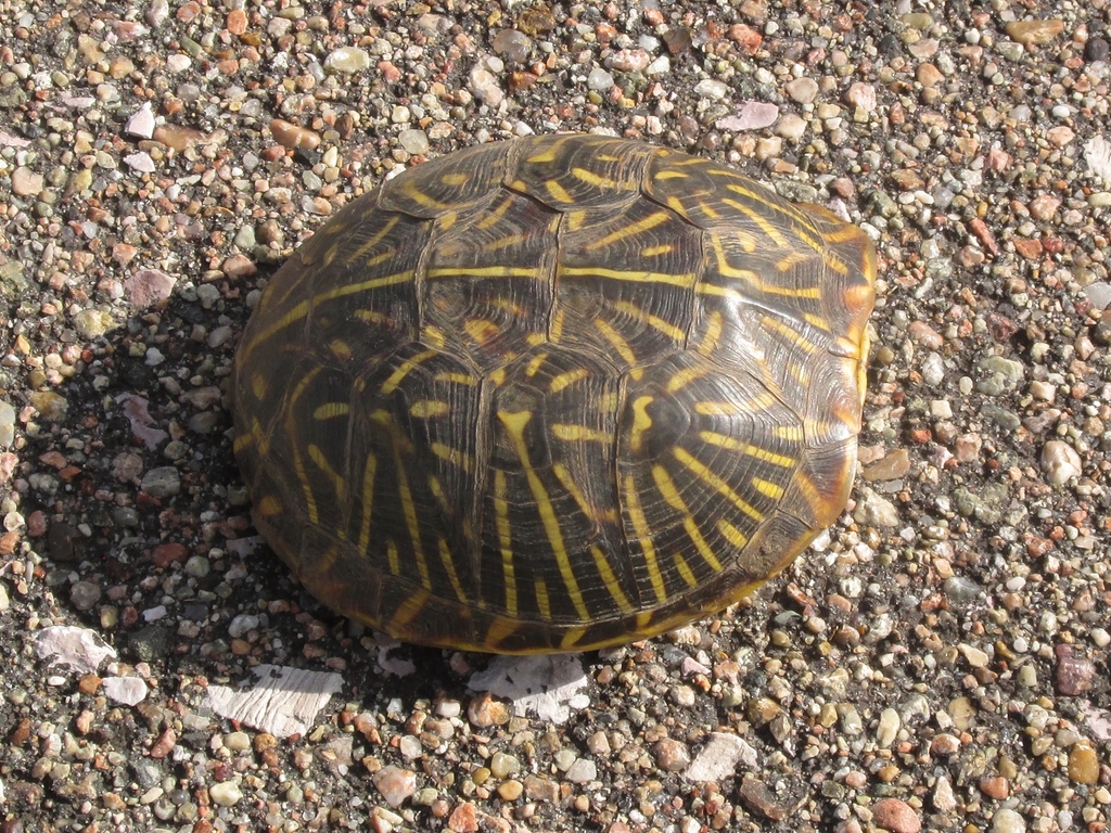 Ornate Box Turtle from Grant County, NE, USA on June 14, 2022 by Mathew ...