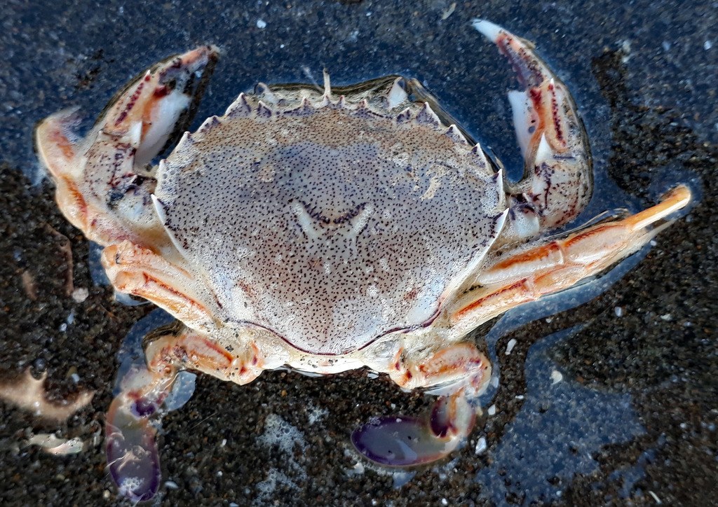 New Zealand Common Swimming Crab (Intertidal and Coastal Species of the ...