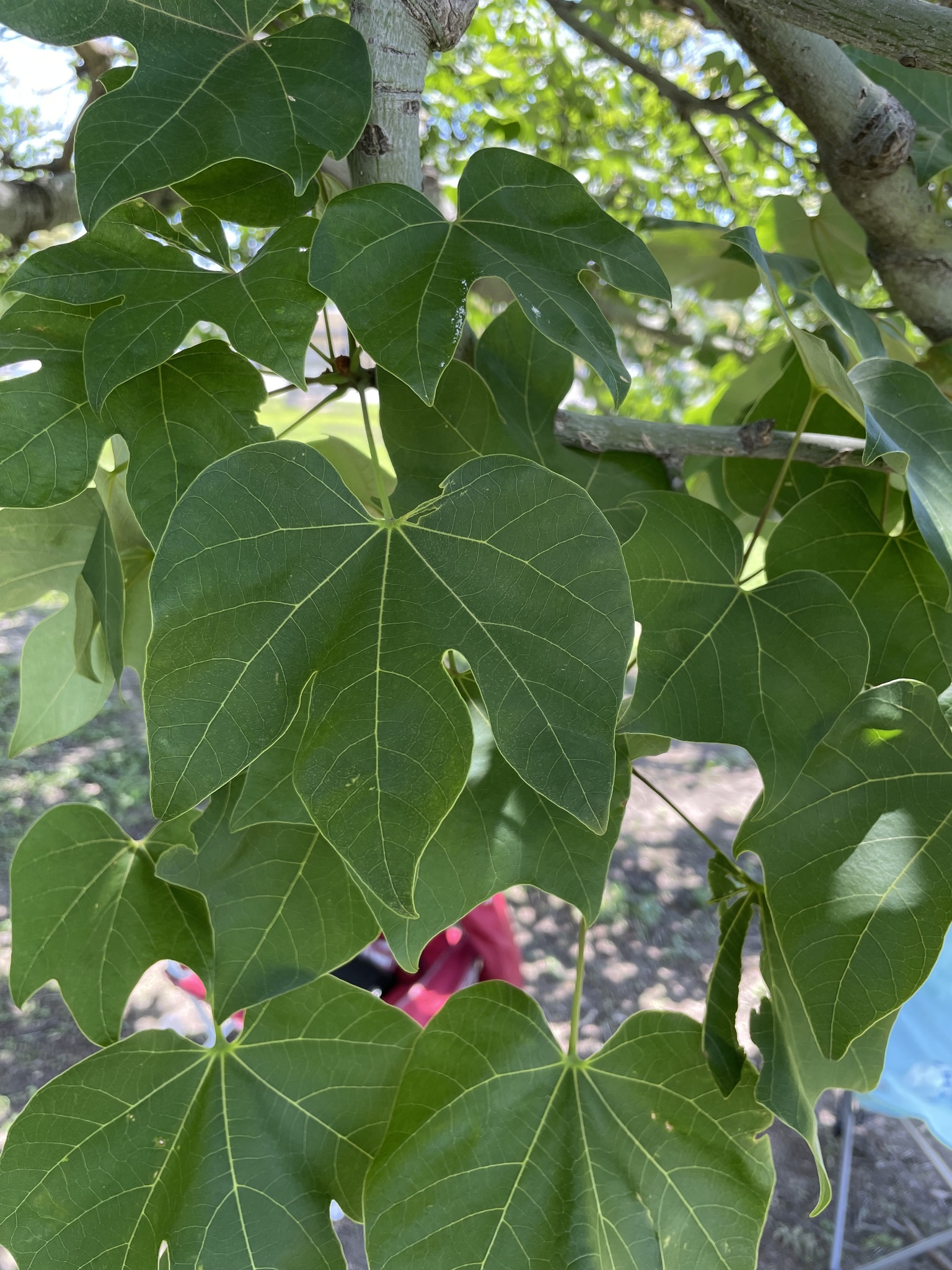 Firmiana simplex (L.) W.Wight