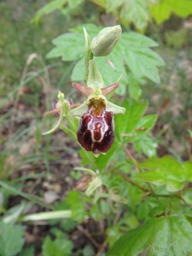 Subspecies Ophrys mammosa caucasica · iNaturalist