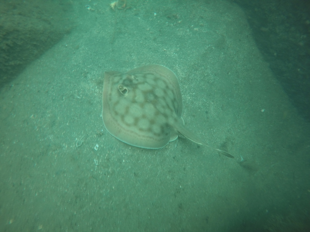 Bullseye Round Stingray from Playa San Pedrito, Manzanillo, Colima on ...