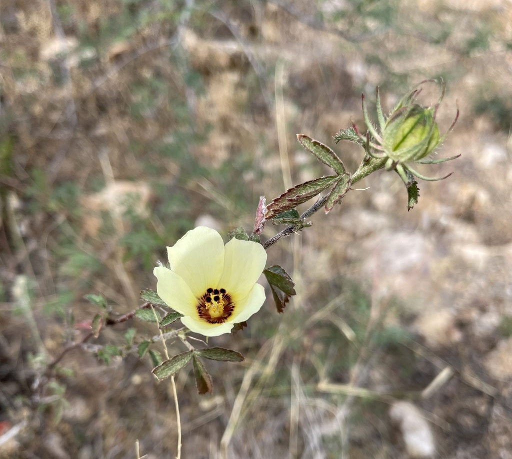 desert rosemallow from Pima County, US-AZ, US on May 1, 2023 at 10:21 AM by rob_nixon · iNaturalist