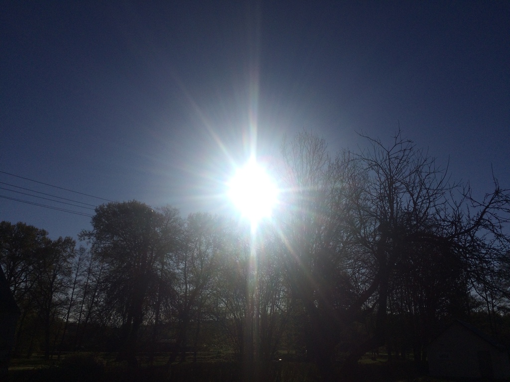 Eurasian Wryneck from Sariai, Švenčionių r. sav., Lithuania on May 1 ...