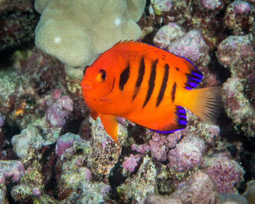 Angelfishes (Pomacanthidae) - Marine Life Identification