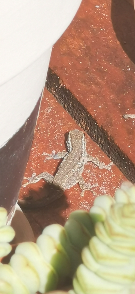 Common Dwarf Gecko from Bothasig, Cape Town, 7441, South Africa on ...