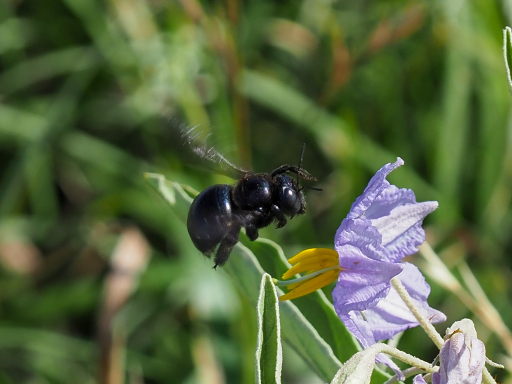 Southern Carpenter Bee from Mueller, Austin, TX, USA on May 01, 2023 at ...