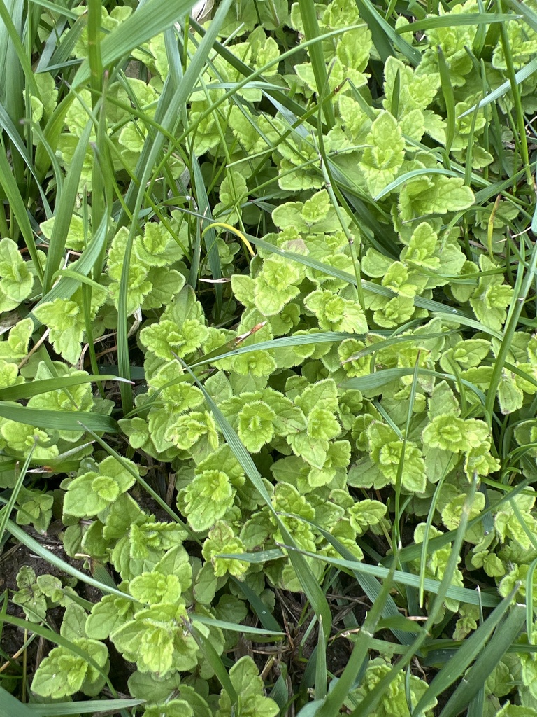 Germander Speedwell from The University of Vermont, Burlington, VT, US ...