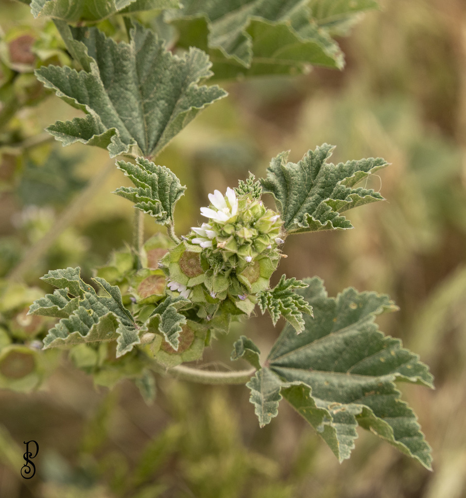 Mallows from Wooded Area, San Diego, CA, USA on April 28, 2023 at 02:43 ...