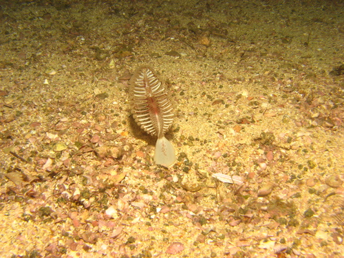 Pluma de Mar (bosque de kelp y otros) · iNaturalist