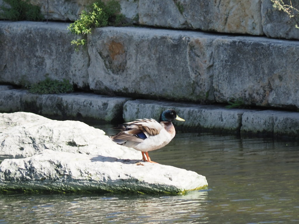 Mallard from Mueller, Austin, TX, USA on May 01, 2023 at 10:10 AM by ...