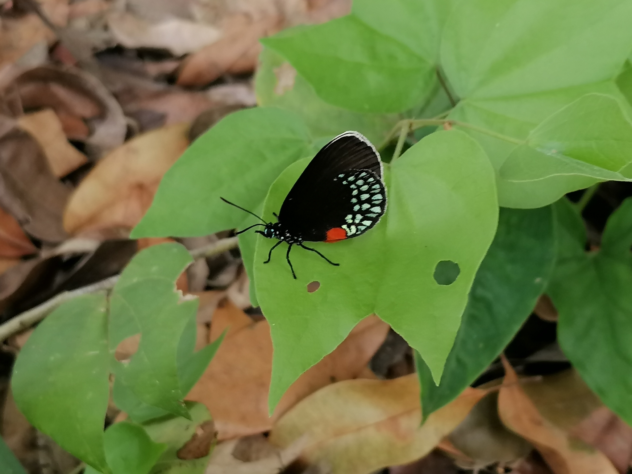 Eumaeus toxea (Godart, 1823)