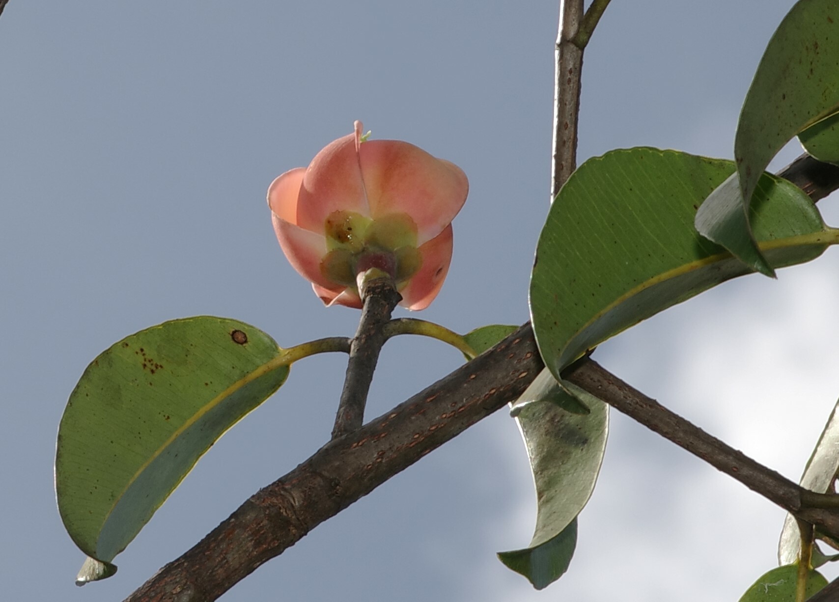 Platonia insignis Mart.