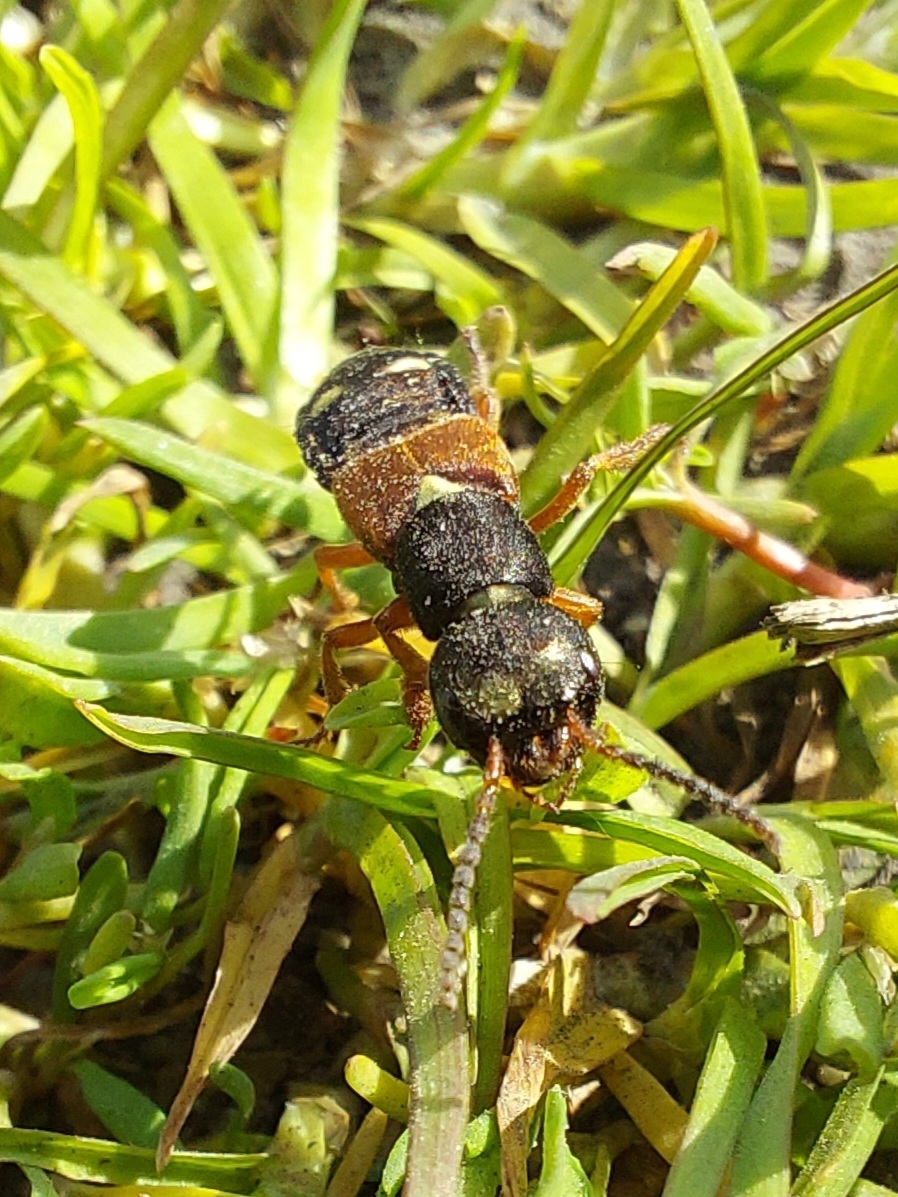 Staphylinus erythropterus Linnaeus, 1758