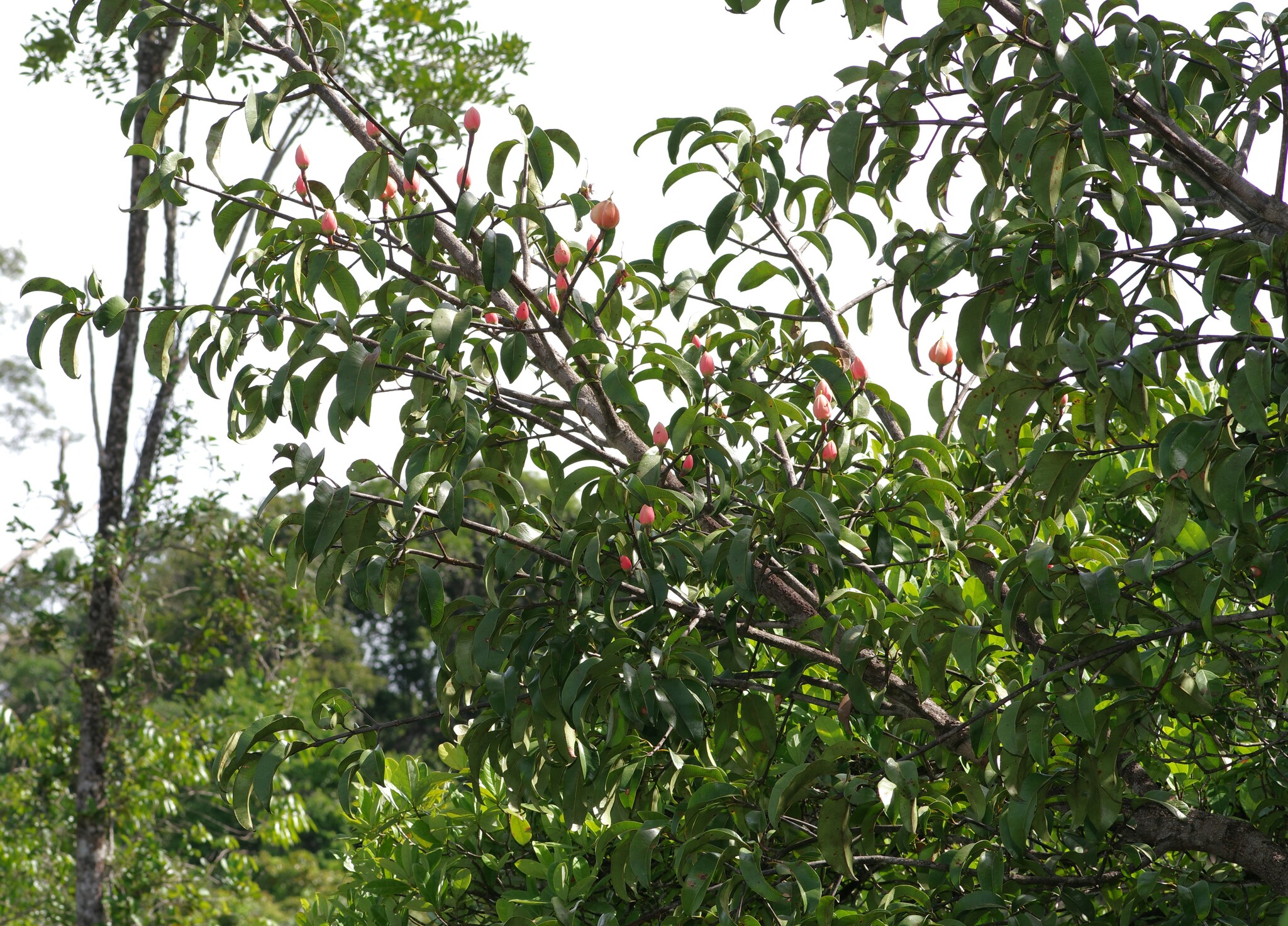 Platonia insignis Mart.