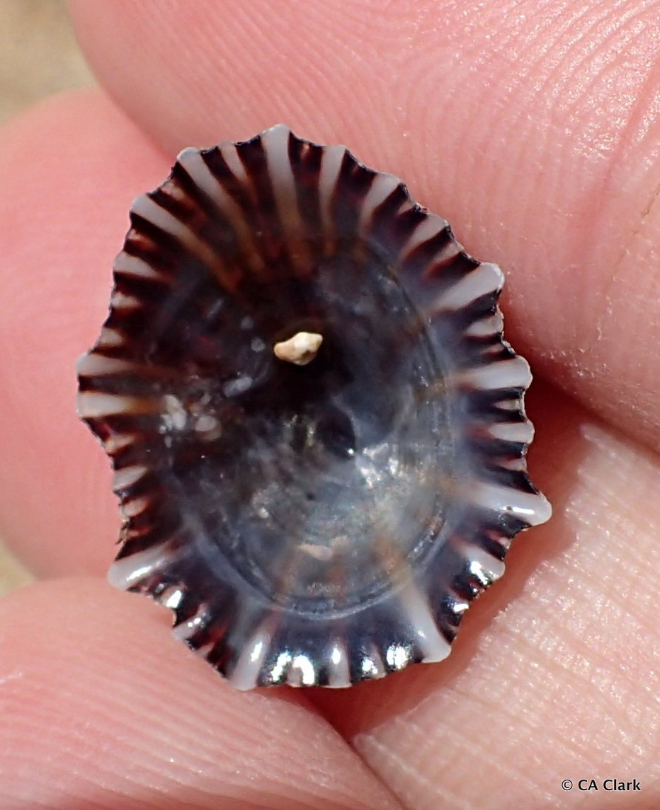 Siphonaria normalis A.Gould, 1846