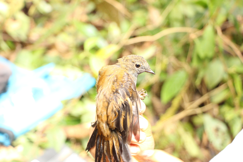 Andean Solitaire from Quispicanchi, Perú on March 22, 2023 at 11:14 AM ...