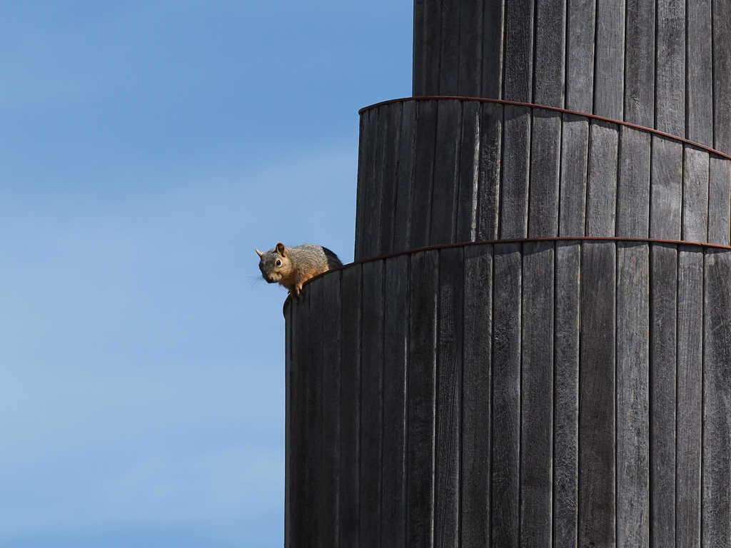 Fox Squirrel from Mueller, Austin, TX, USA on May 01, 2023 at 11:18 AM ...