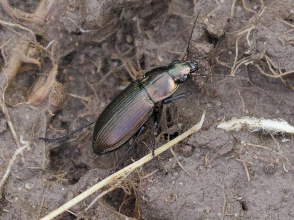 Poecilus cupreus from Allesley, Coventry, UK on May 01, 2023 at 05:10 ...