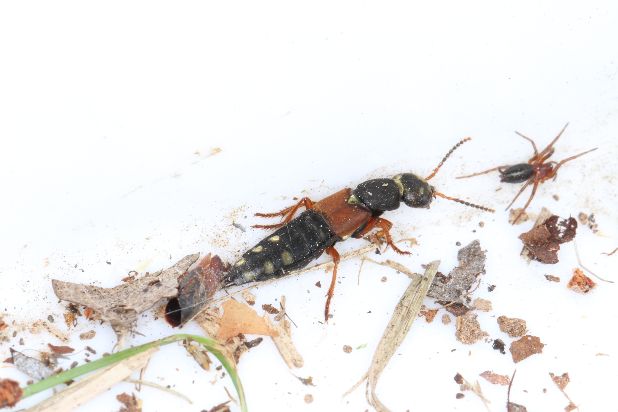 Staphylinus erythropterus Linnaeus, 1758