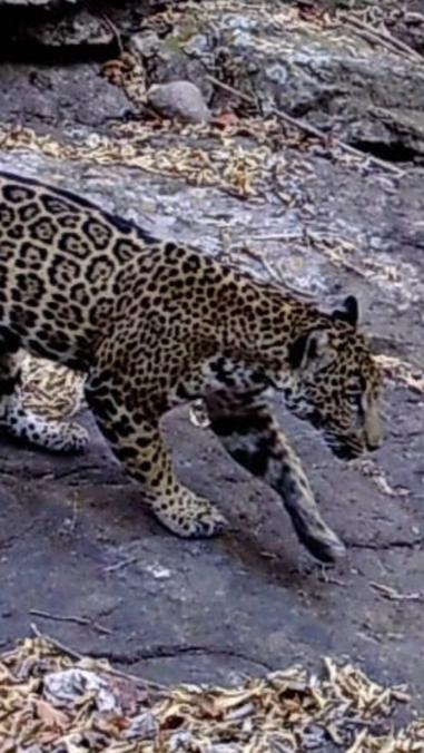 Panthera onca (Linnaeus, 1758)