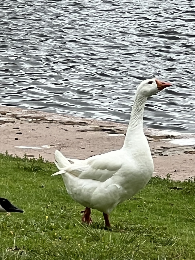 Grey Geese from El Dorado East Regional Park, Long Beach, CA, US on May ...