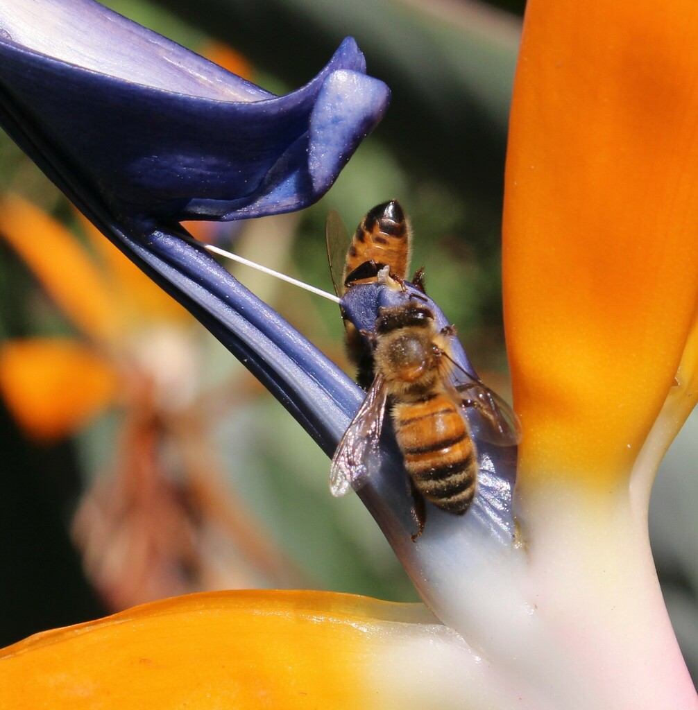 Western Honey Bee from Villa Luro, CABA, Argentina on May 01, 2023 at ...
