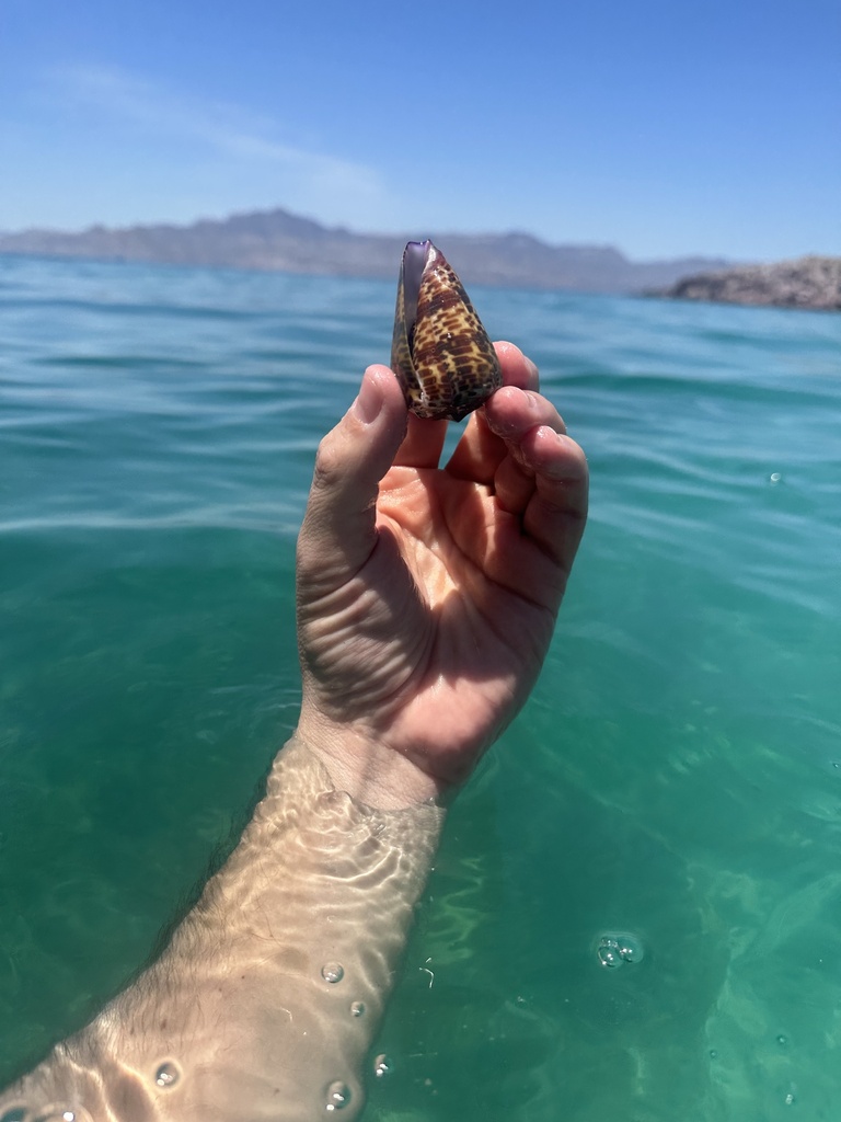 Conus edaphus from Gulf of California, MX on April 29, 2023 at 11:54 AM ...